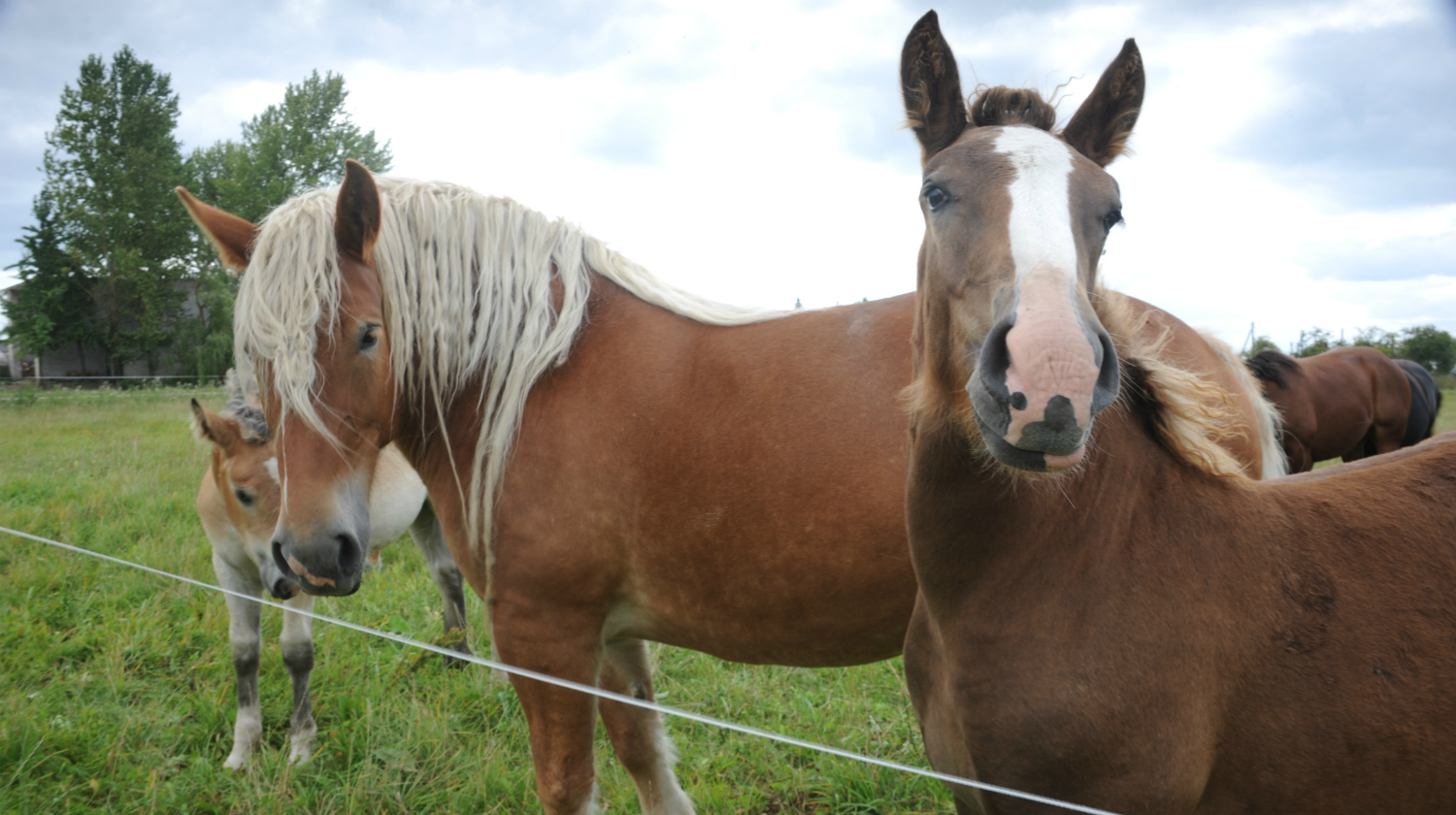 Mano ūkis - Įvykių sūkuryje atsidūrė arkliai