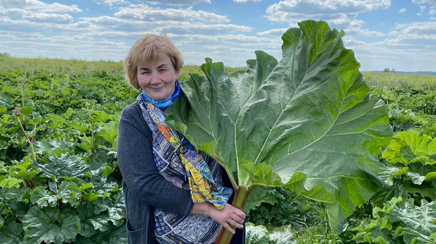 Mano ūkis - Lietuvoje užauginti rabarbarai pasiekia net vokiečių stalus