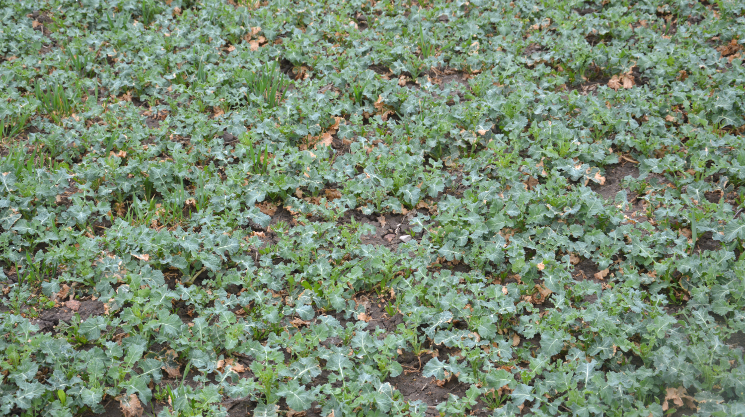 Mano ūkis - Žieminių rapsų ir kviečių būklė Lietuvoje