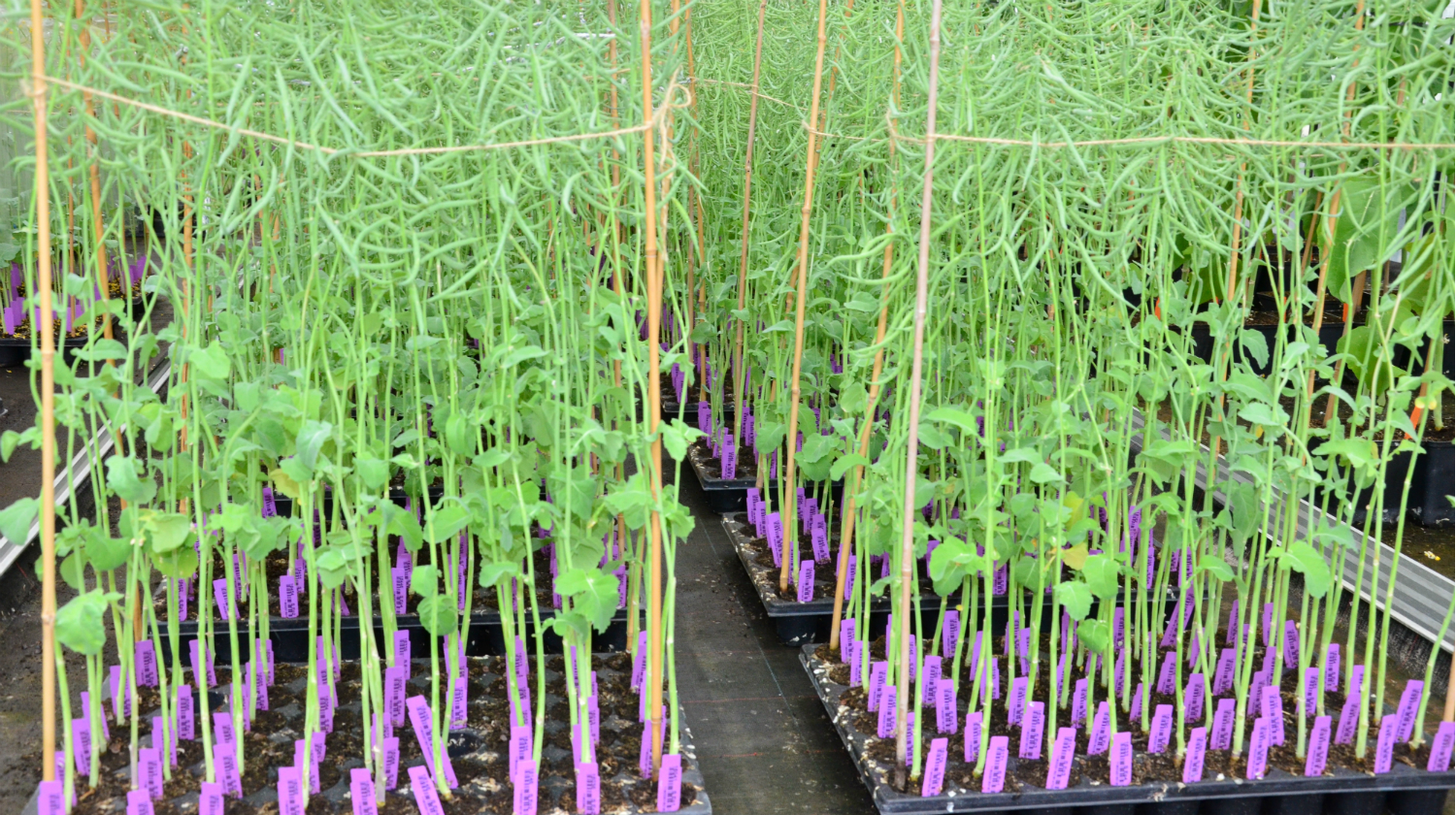 Mano ūkis - Mokslininkai pluša prie naujų rapsų veislių