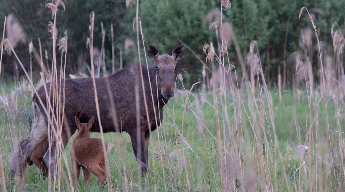 Mano ūkis - Ūkininko gyvenimas prie pelkės