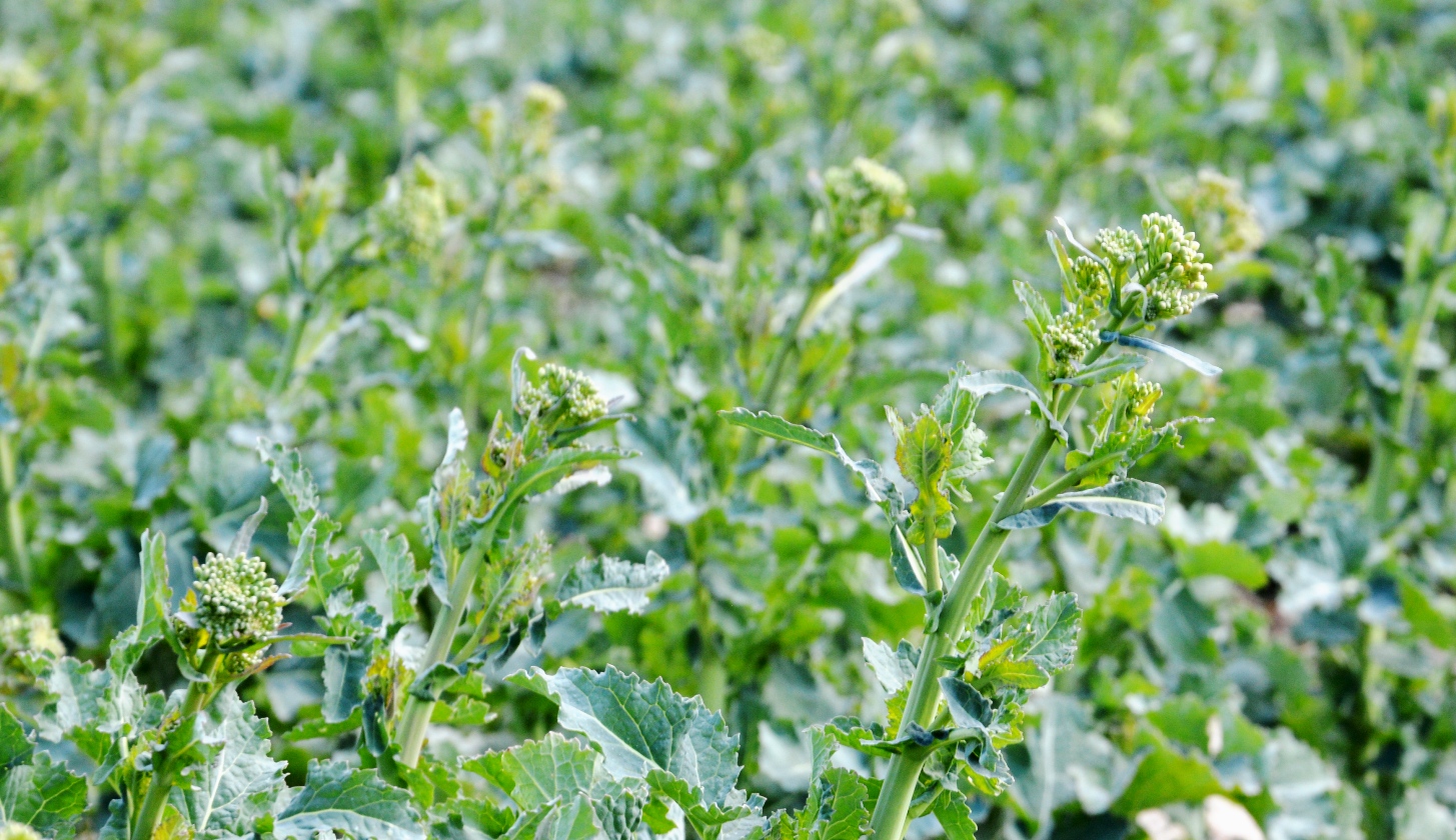 Mano ūkis - Sparčiai augantys rapsai ir kviečiai reikalauja priežiūros