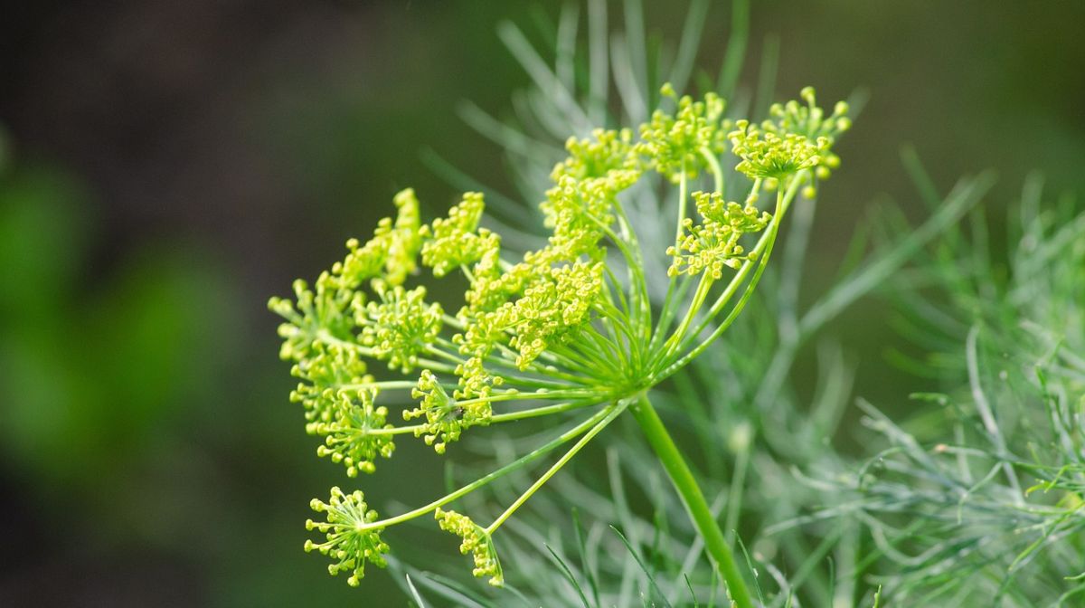 Mano ūkis - Teismas: NMA nepagrįstai pritaikė sankcijas ūkininkei