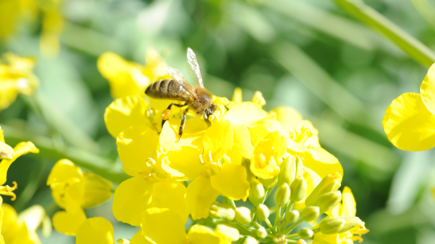 Mano ūkis - Rapsų auginimo perspektyvos ES ir pasaulyje