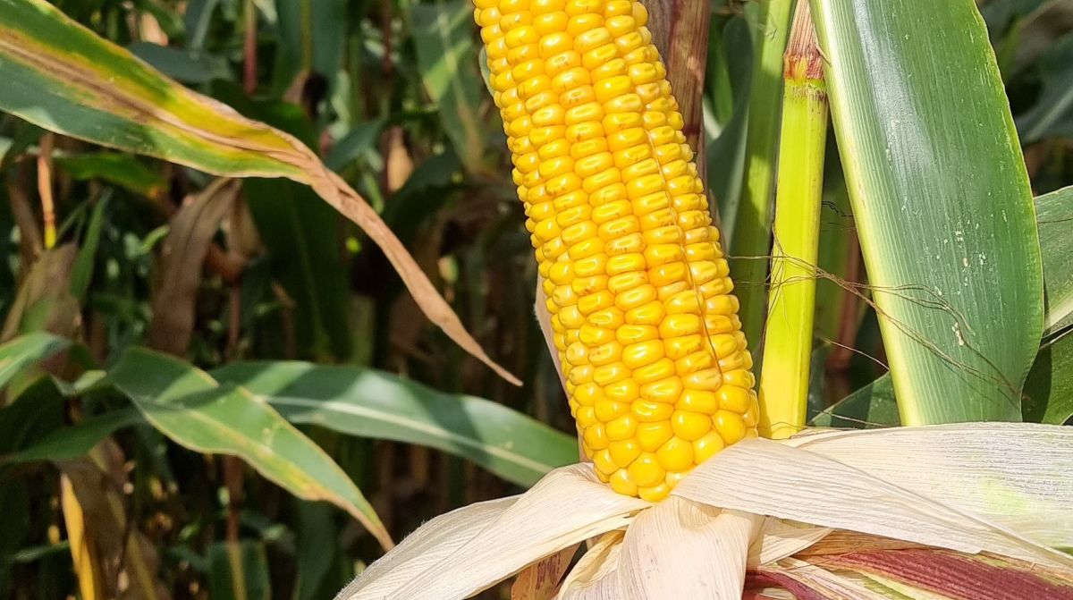 Mano ūkis - Pavasaris jau ant nosies – kokius kukurūzus sėsime?