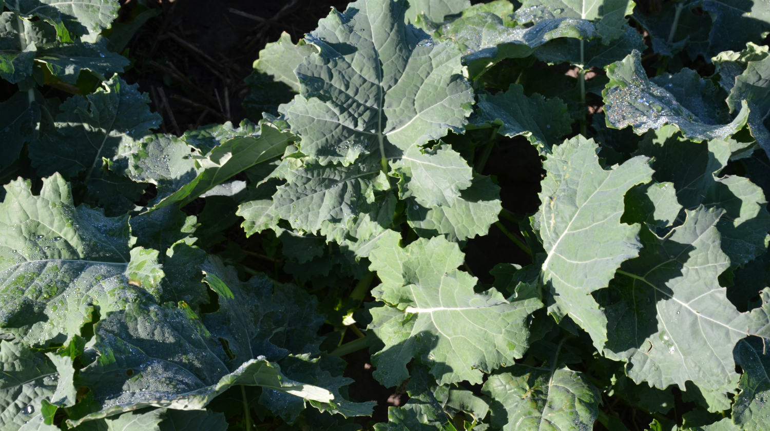 Mano ūkis - Vešlūs rapsų laukai džiugina ar gąsdina?