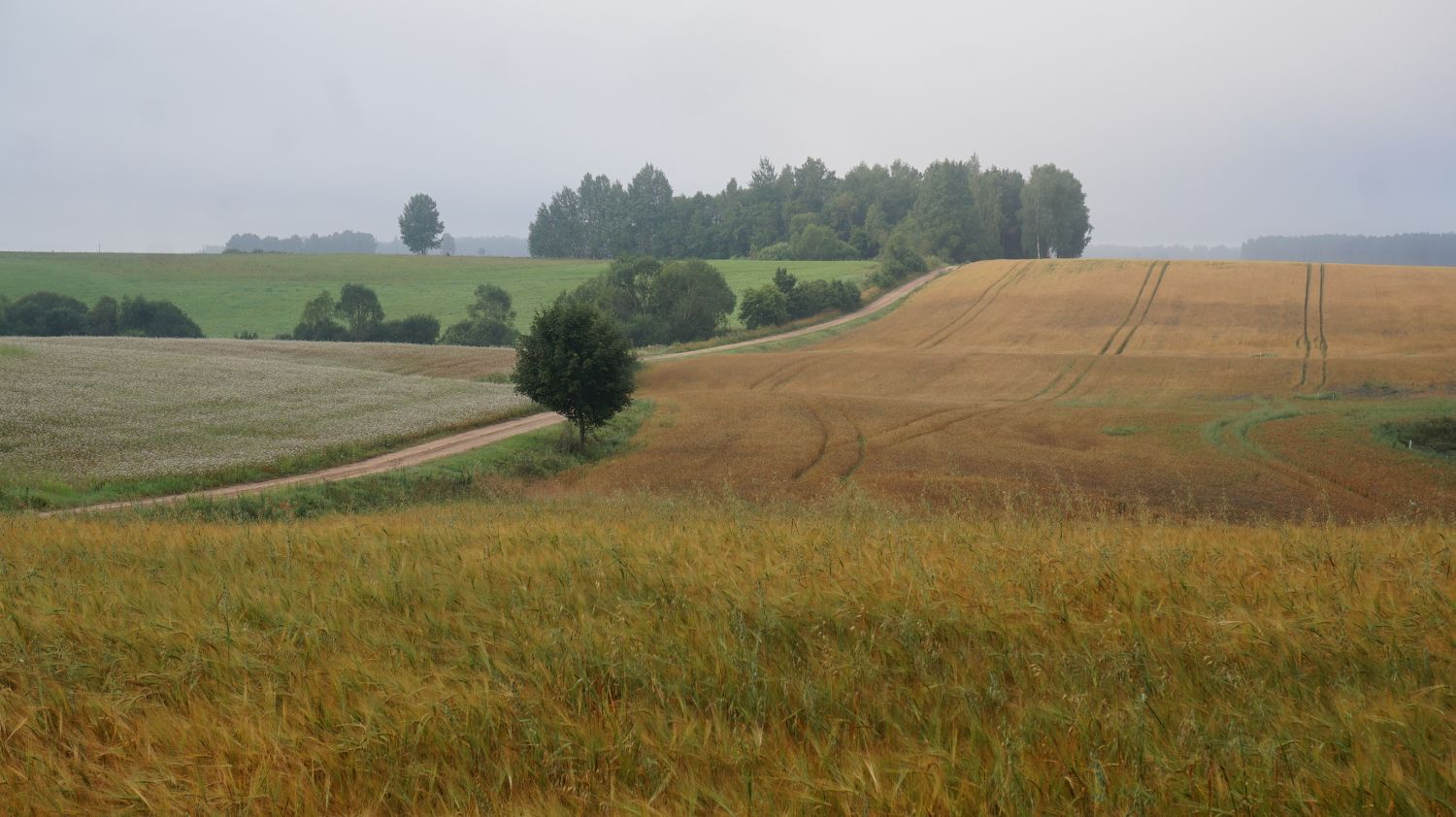 Mano ūkis - Pasėlių deklaravimas: išaugo žieminių kviečių, grikių ...