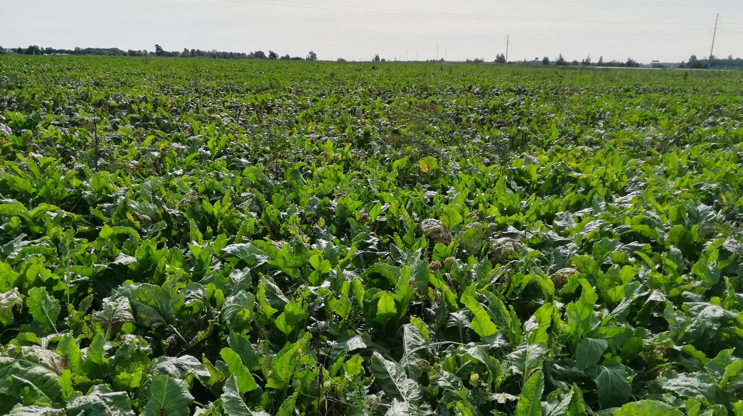 Mano ūkis - Prasidėjo cukrinių runkelių perdirbimas: tikimasi gero sezono