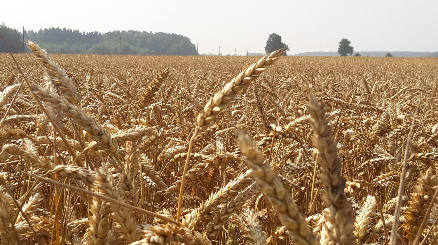 Mano ūkis - Tokio menko kviečių derlius olandai nematė jau seniai