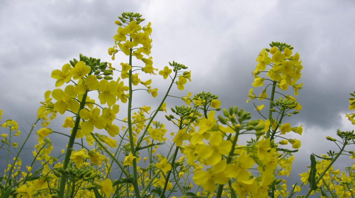 Mano ūkis - Škotai išbando švedišką ekologiškų rapsų auginimo modelį