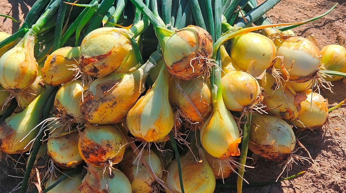 Mano ūkis - Žiemojantys svogūnai paankstina derlių