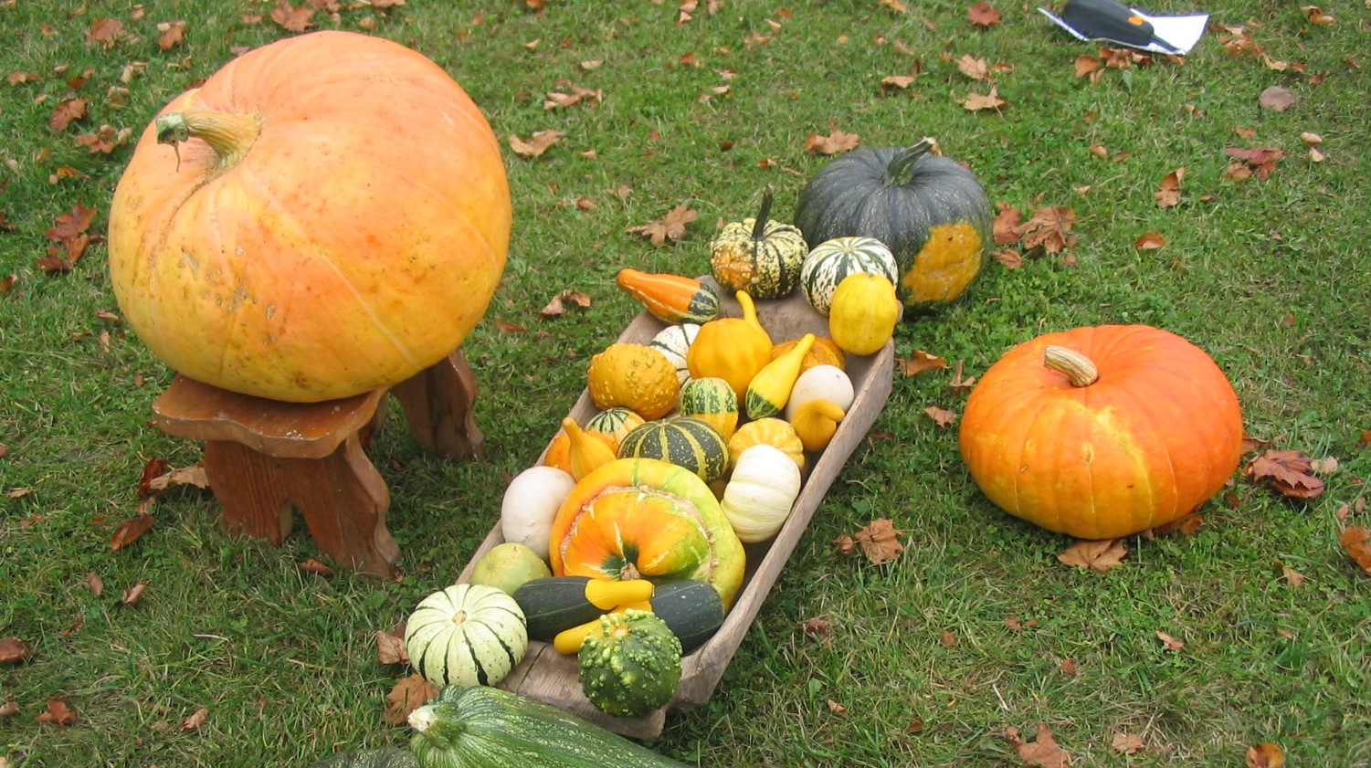 Mano ūkis - Moliūgų deklaruoti plotai - rekordiniai, bet derlius jau ...
