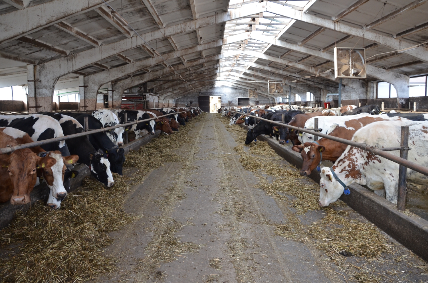 Mano ūkis - Geresnį produktyvumą lemia ir tvartų vėdinimas