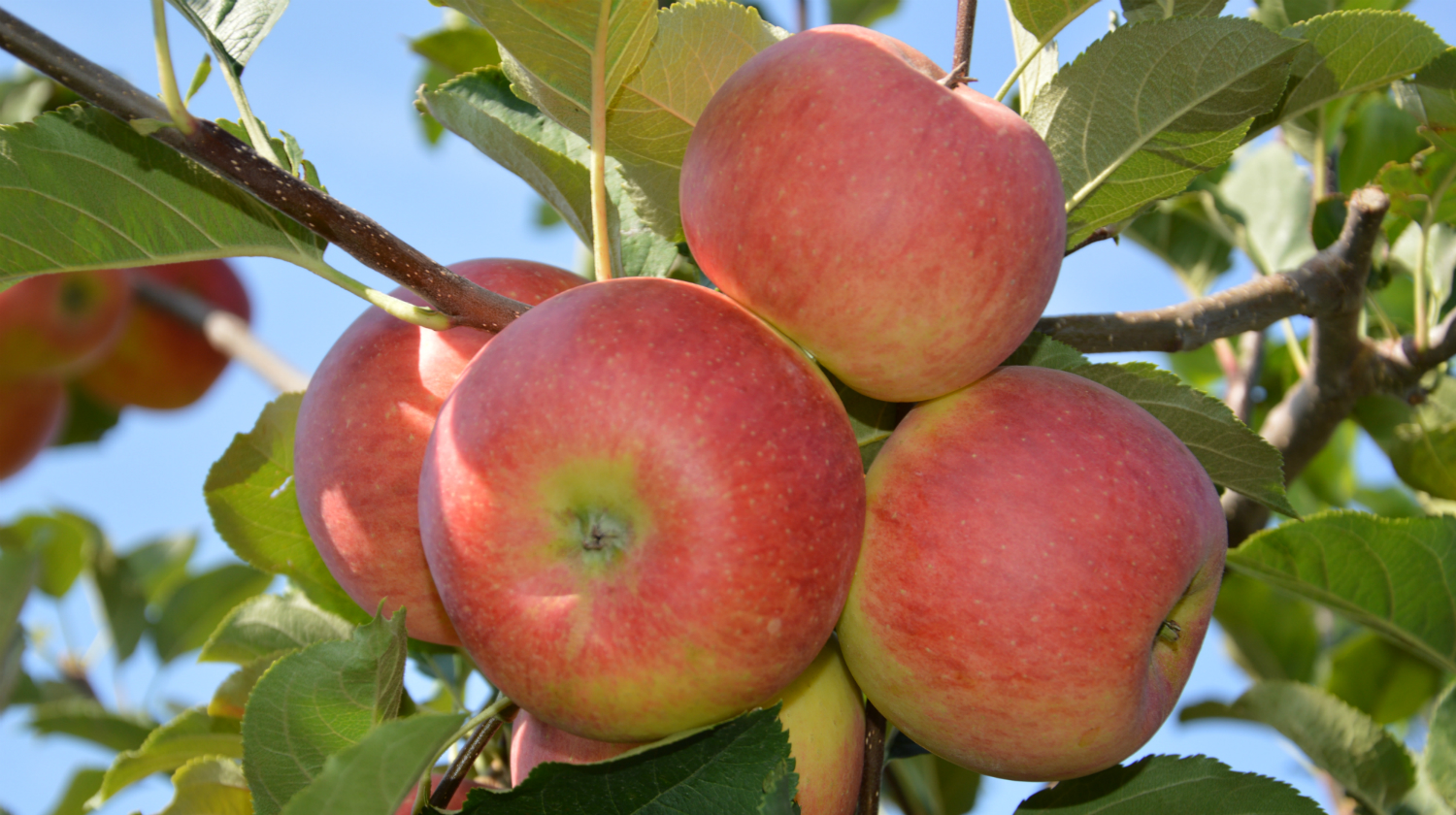Mano ūkis - Obuolių augintojai: geriausias derlius per penkerius metus